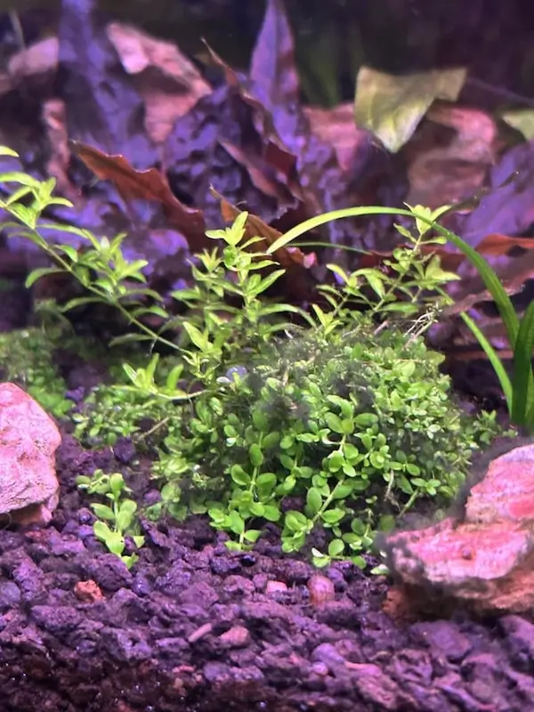 Control & Remove Black Beard Algae from a Shrimp Tank | Pete's Aquatics