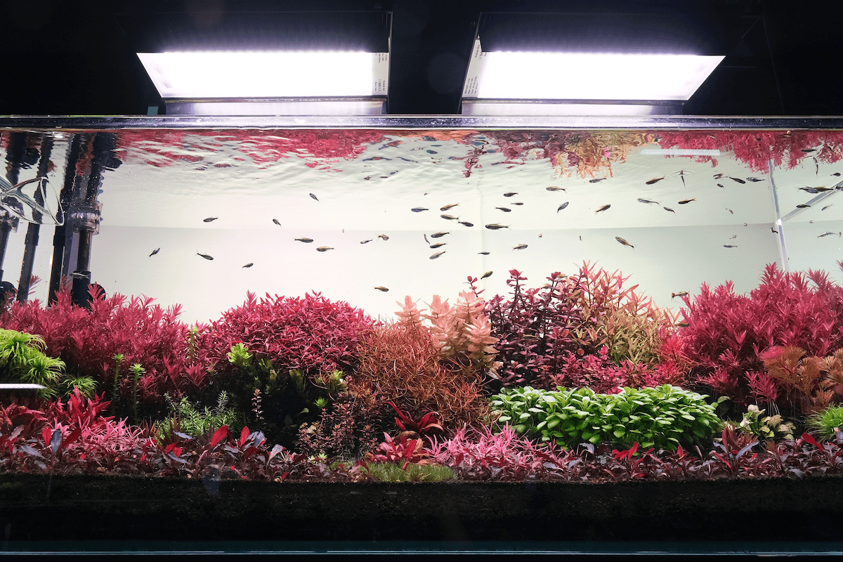How Many Fish Can I Have in My Tank? | Pete's Aquatics