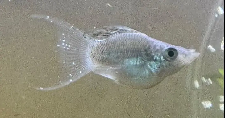 How to Treat Fish with Ich (White Spot Disease) | Pete's Aquatics