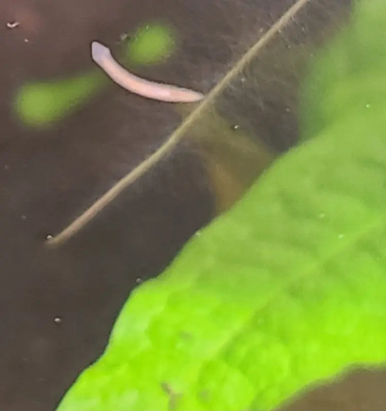 Planaria in a Shrimp Tank: Risks, and Removal Methods | Pete's Aquatics