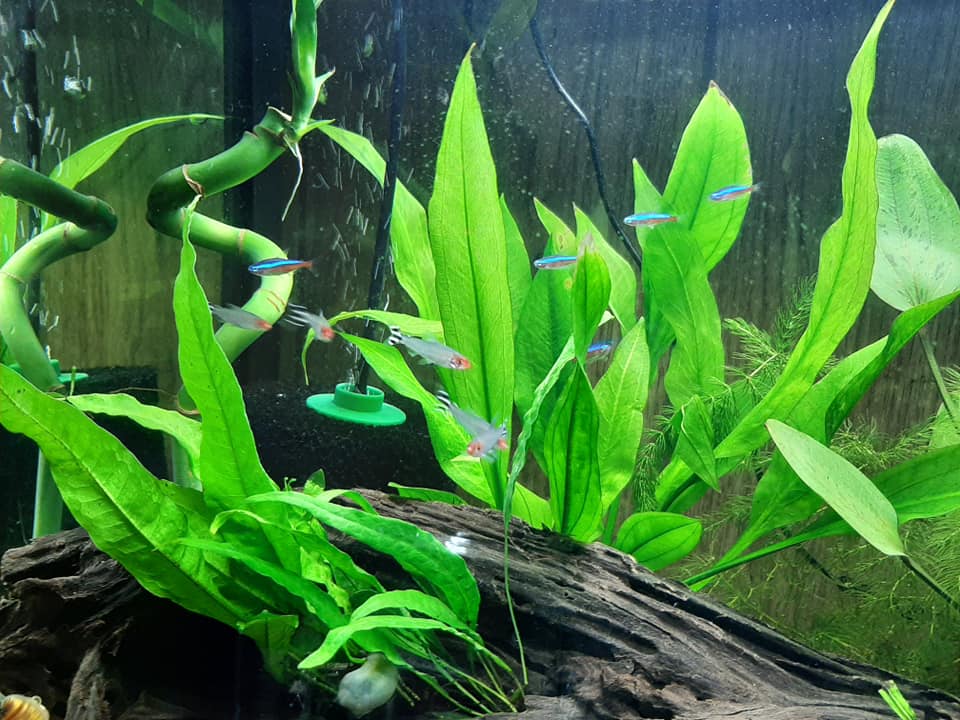 The Difference between Schooling and Shoaling | Pete's Aquatics