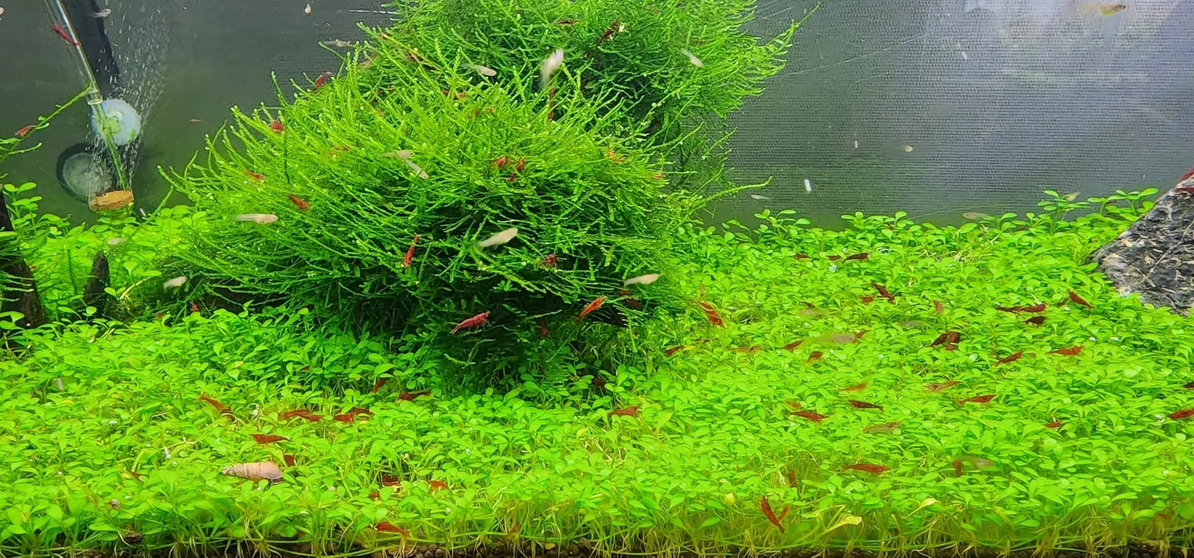 Best Plants For Shrimp Tanks: Moss, Floaters, And Easy Picks