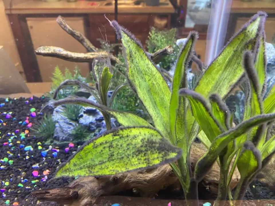 How to Prevent & Remove Black Beard Algae | Pete's Aquatics