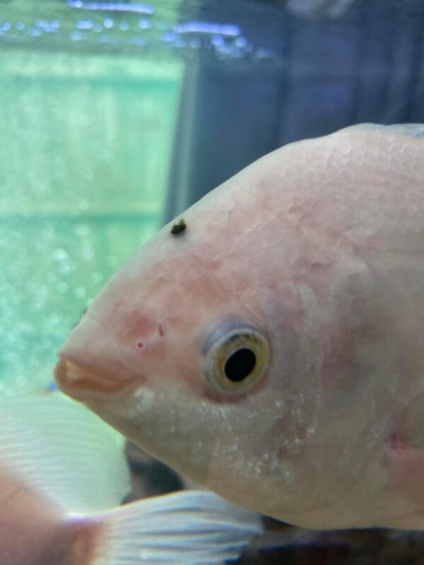 Black Spot Disease in Fish: Causes, Treatment, and Prevention