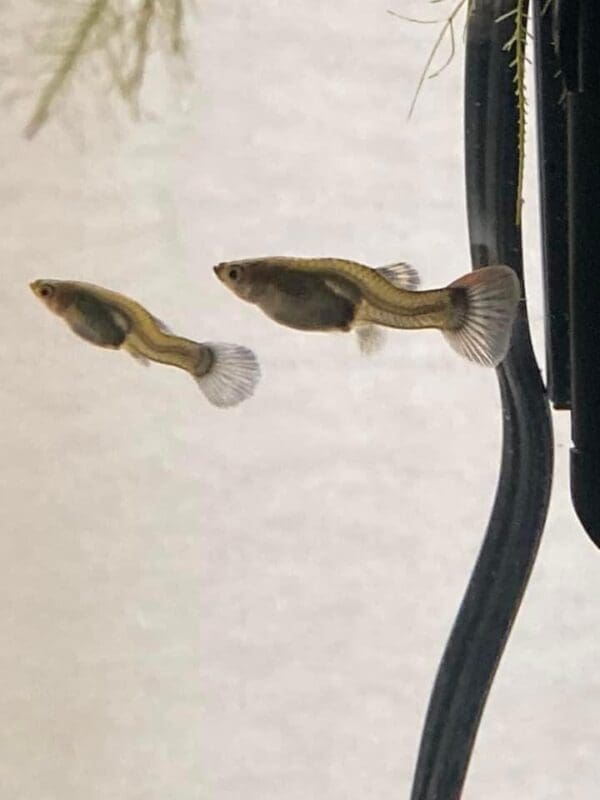 Fish Tuberculosis: Causes, Symptoms, Treatment, Prevention